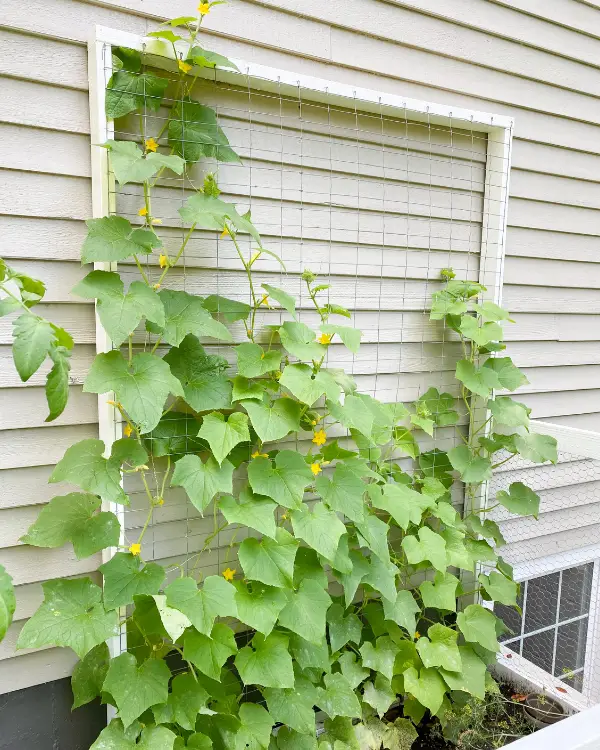 Building a Garden Fence, including a Cucumber Screen